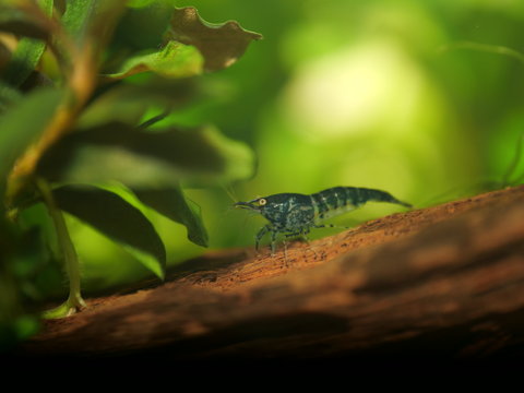 Kanc Bilder – Durchsuchen 246 Archivfotos, Vektorgrafiken und Videos ...