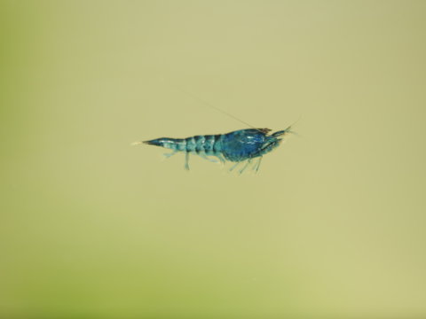 Kanc Bilder – Durchsuchen 246 Archivfotos, Vektorgrafiken und Videos ...