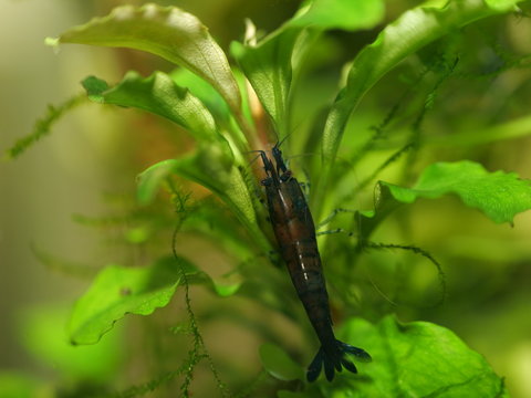 Kanc Bilder – Durchsuchen 211 Archivfotos, Vektorgrafiken und Videos ...