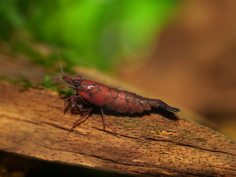 Kanc-Bilder: Stock-Fotos & -Videos. | Adobe Stock