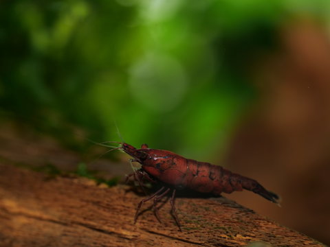 Kanc Bilder – Durchsuchen 246 Archivfotos, Vektorgrafiken und Videos ...