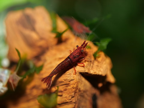 Kanc Bilder – Durchsuchen 247 Archivfotos, Vektorgrafiken und Videos ...