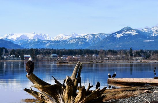 「Comox」の画像 - 315 件の Stock 写真、ベクターおよびビデオ | Adobe Stock