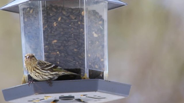 Tarin Images – Browse 810 Stock Photos, Vectors, and Video | Adobe Stock