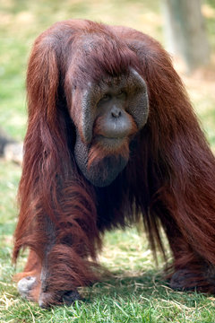 Sivapithecus Bilder – Durchsuchen 131 Archivfotos, Vektorgrafiken und ...