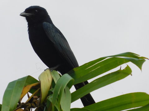 Koyal Bilder – Durchsuchen 27 Archivfotos, Vektorgrafiken und Videos ...