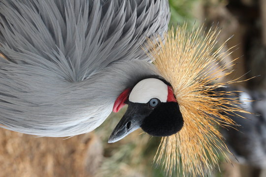 Krans Bilder – Durchsuchen 1,494,401 Archivfotos, Vektorgrafiken und ...
