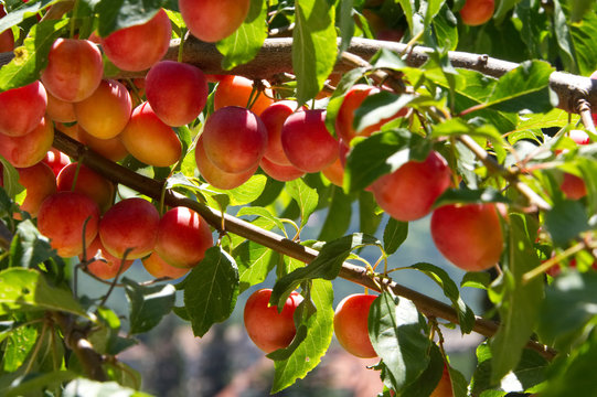 「Ringlo」の写真素材 | 36件の無料イラスト画像 | Adobe Stock