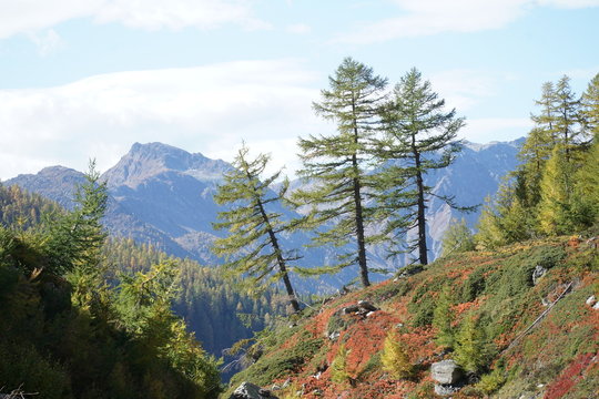 "Alpine Trees" Images – Browse 349 Stock Photos, Vectors, and Video ...