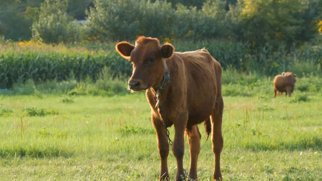 "Cute Calf" - Images et vidéos libres de droits | Adobe Stock