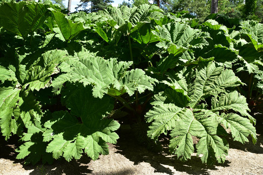 Gunnera Bilder – Durchsuchen 954 Archivfotos, Vektorgrafiken und Videos ...
