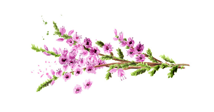Heather Plant Drawing