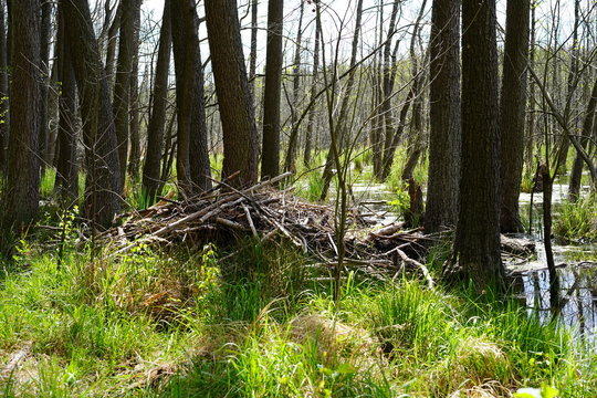 Biberbau bilder – Bläddra bland 157 stockfoton, vektorer och videor ...