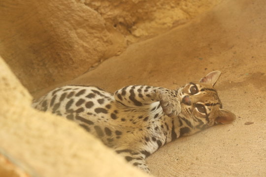 Ocelote Bilder – Durchsuchen 69 Archivfotos, Vektorgrafiken und Videos ...