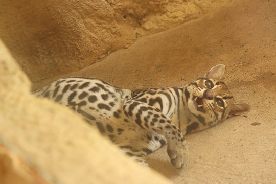 Ocelote Images – Browse 65 Stock Photos, Vectors, and Video | Adobe Stock