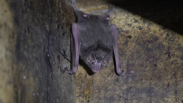 Desmodus Bilder – Durchsuchen 101 Archivfotos, Vektorgrafiken und ...