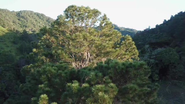 Hispaniolan Images – Browse 217 Stock Photos, Vectors, and Video ...