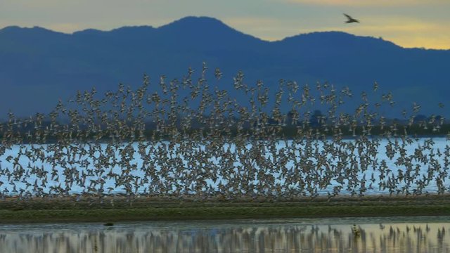 Wrybill Bilder – Durchsuchen 392 Archivfotos, Vektorgrafiken und Videos ...