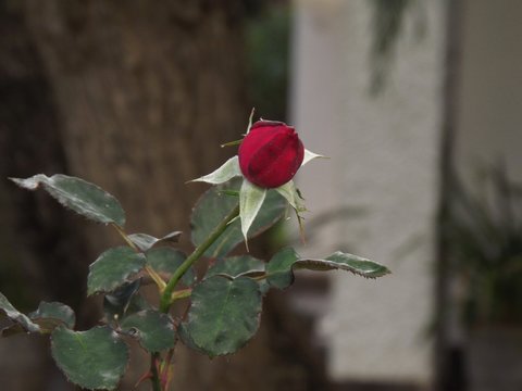 Naciendo Images – Browse 160 Stock Photos, Vectors, and Video | Adobe Stock