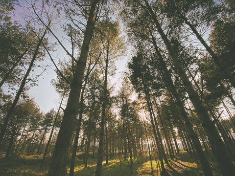 Treescape Images – Browse 1,098 Stock Photos, Vectors, and Video ...