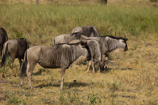 「Gnus」の画像 - 2,515 件の Stock 写真、ベクターおよびビデオ | Adobe Stock