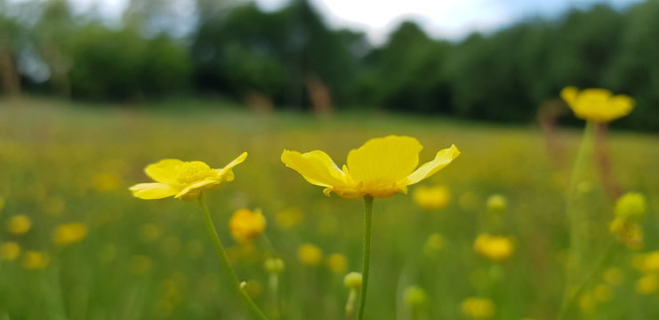 รูปภาพJaskier – เลือกดูภาพถ่ายสต็อก เวกเตอร์ และวิดีโอ260 | Adobe Stock