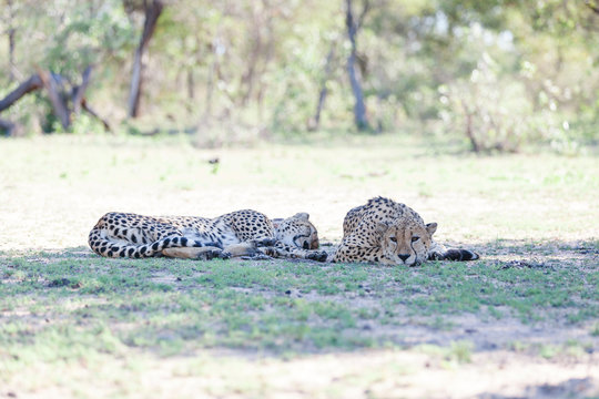 รูปภาพGeparden – เลือกดูภาพถ่ายสต็อก เวกเตอร์ และวิดีโอ520 | Adobe Stock