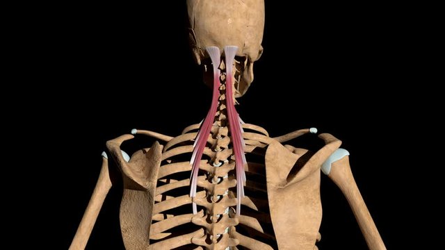 Semispinalis Thoracis