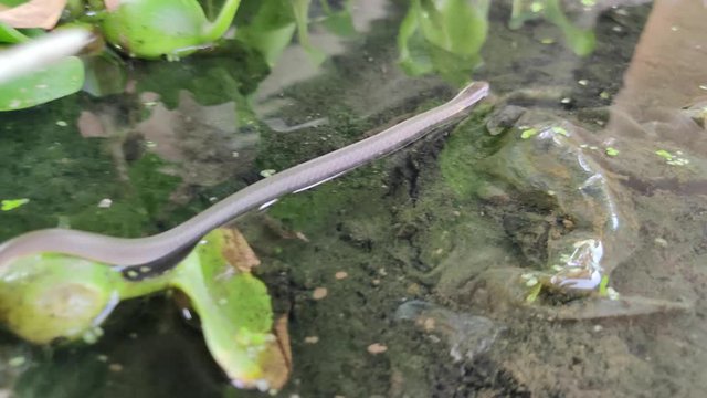 Snakelet Images – Browse 31 Stock Photos, Vectors, and Video | Adobe Stock