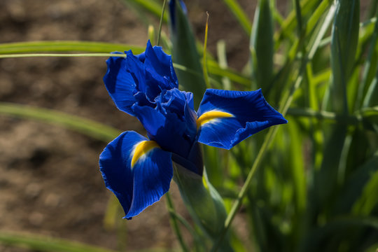Rabbitears Bilder – Durchsuchen 186 Archivfotos, Vektorgrafiken und ...