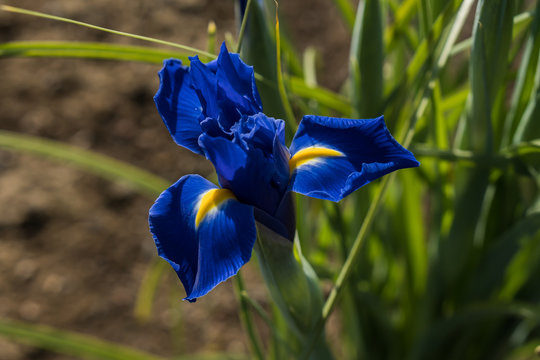Rabbitears Bilder – Durchsuchen 186 Archivfotos, Vektorgrafiken und ...