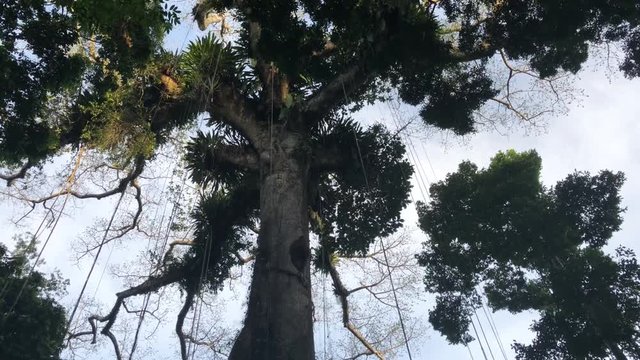 Gigantesco Images – Browse 362 Stock Photos, Vectors, and Video | Adobe ...