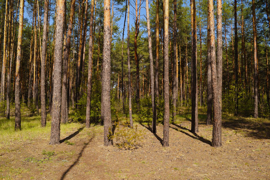 "Forest Trees Background" Images – Browse 387 Stock Photos, Vectors ...
