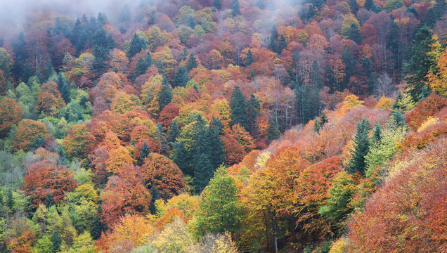 Pyrénée Imagens – Procure 312 fotos, vetores e vídeos | Adobe Stock