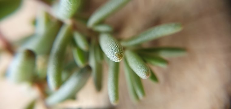 "Pianta " Bilder – Durchsuchen 51,946 Archivfotos, Vektorgrafiken und ...