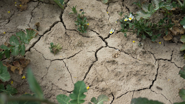 Susza Bilder – Durchsuchen 1,425 Archivfotos, Vektorgrafiken und Videos ...