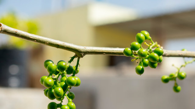 Giloy Imej – Semak Imbas 7 Foto, Vektor dan Video Stok | Adobe Stock