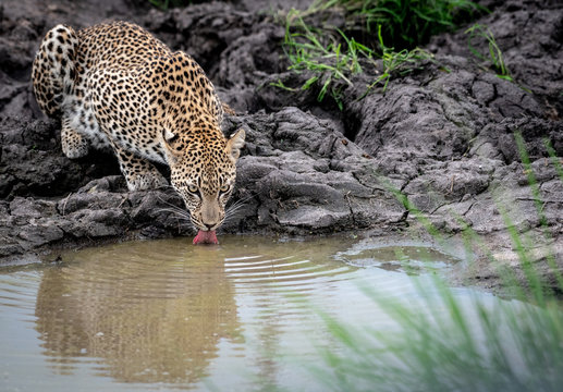 รูปภาพ"Lap Up" – เลือกดูภาพถ่ายสต็อก เวกเตอร์ และวิดีโอ422 | Adobe Stock