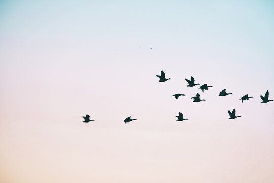 Migrate Bilder – Durchsuchen 91,400 Archivfotos, Vektorgrafiken und ...