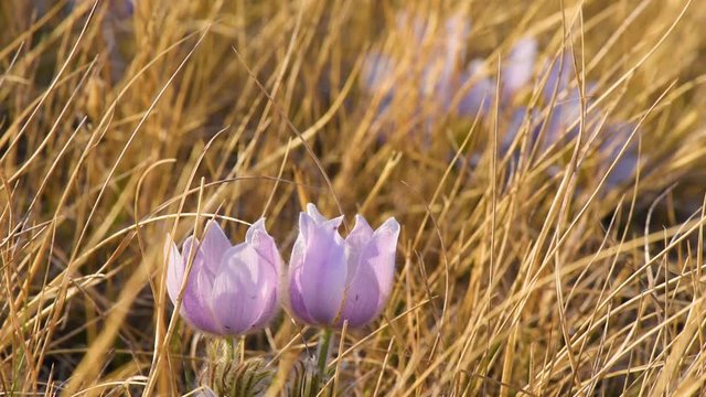 Crocus Video Footage – Browse 5,836 HD Stock Video and Footage | Adobe ...