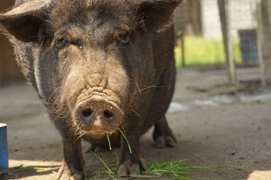 Buta Bilder – Durchsuchen 19,063 Archivfotos, Vektorgrafiken und Videos ...
