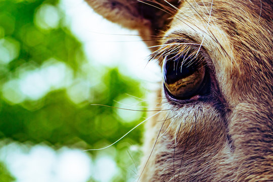 "Deer Eye" Images – Browse 790 Stock Photos, Vectors, and Video | Adobe ...