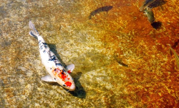 Hochsee-Fischerei Bilder – Durchsuchen 26,843 Archivfotos ...