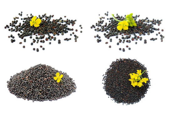 Rapssaat Bilder – Durchsuchen 50,670 Archivfotos, Vektorgrafiken und ...