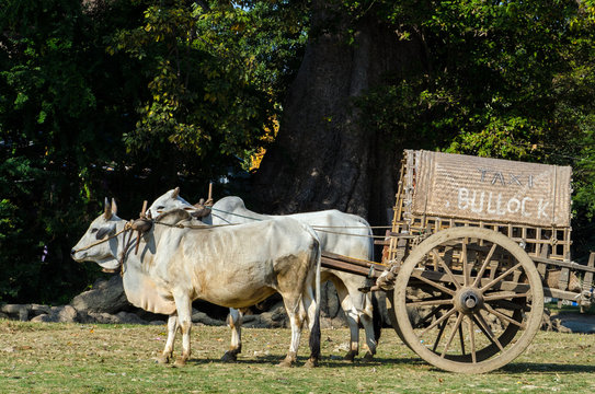 "Ox Cart" Images – Browse 280 Stock Photos, Vectors, and Video | Adobe ...