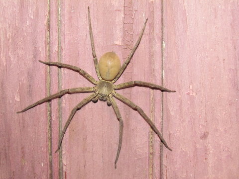 Babouk-Bilder: Stock-Fotos & -Videos. | Adobe Stock