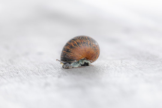 Ixodoidea-Bilder: Stock-Fotos & -Videos. | Adobe Stock