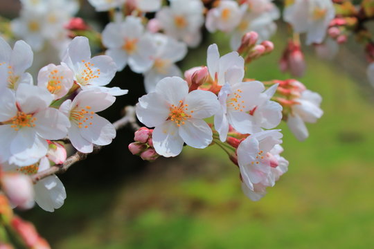 Pflock Bilder – Durchsuchen 5,049 Archivfotos, Vektorgrafiken und ...