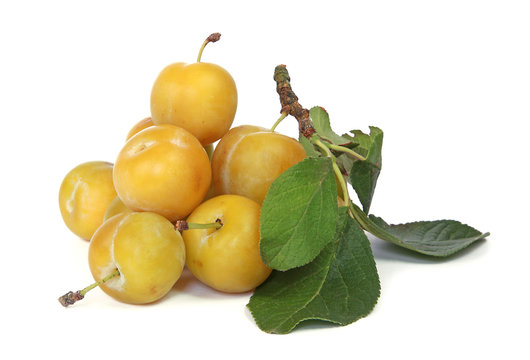 "Prune Jaune"-Bilder: Stock-Fotos & -Videos. | Adobe Stock