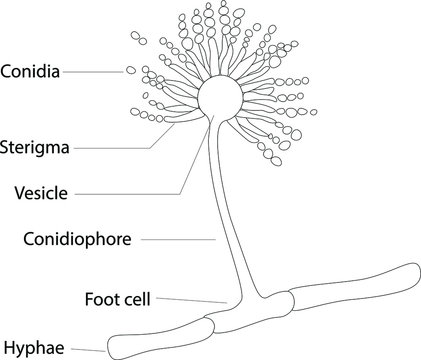 Aspergillus Labeled Diagram